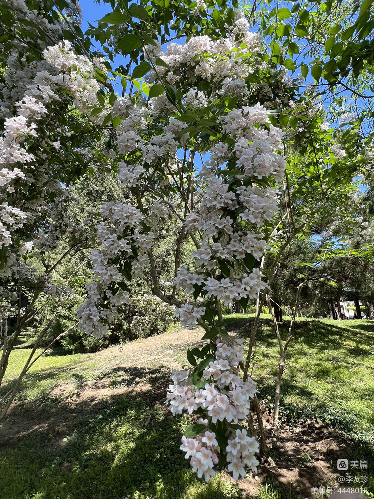 The Last Day of Beauty in Beijing Author/Li Youzhen - iNEWS