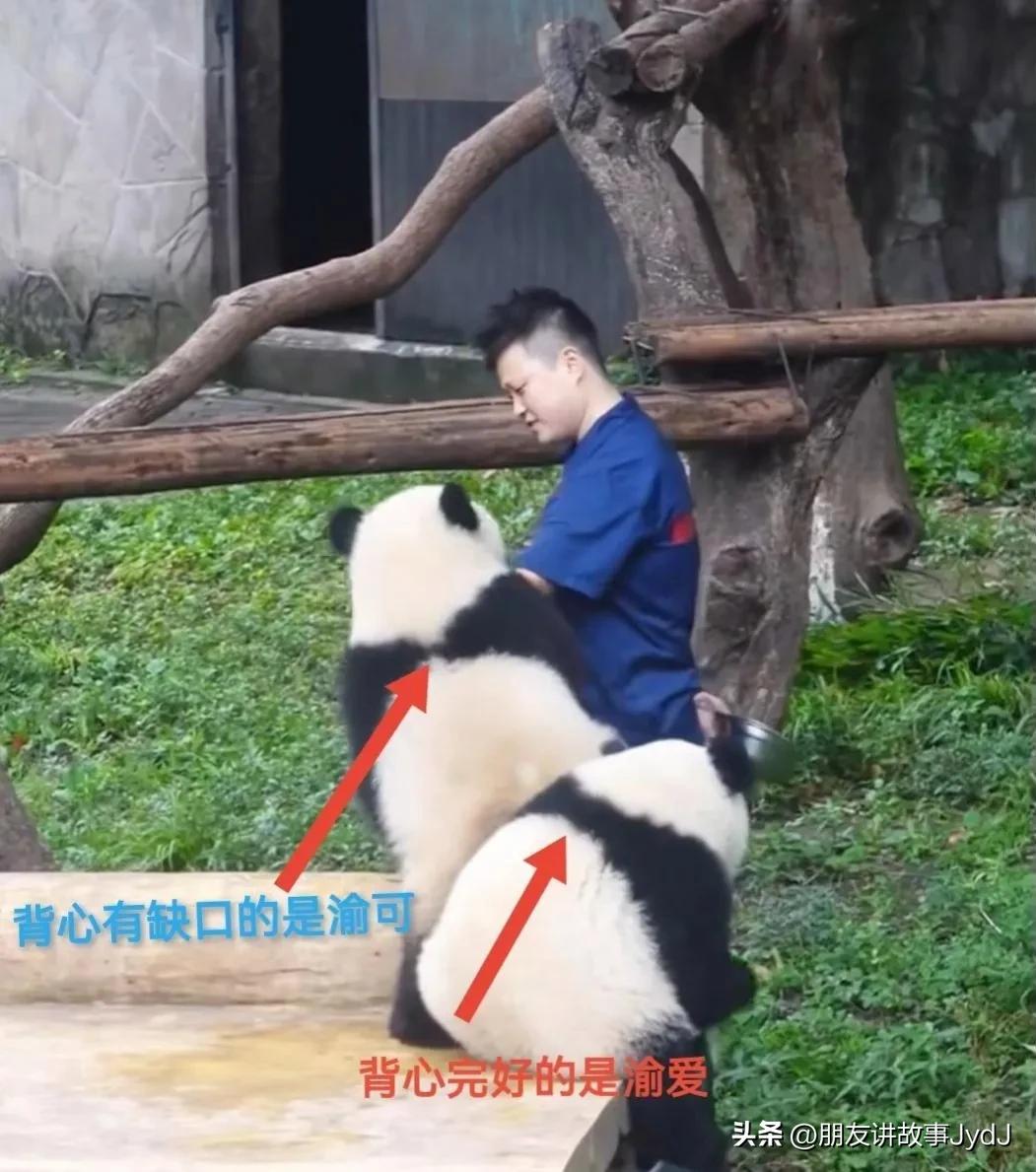 Cute giant pandas—Yu Ke and Yu Ai, a pair of twins! - iNEWS