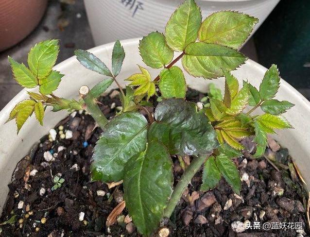 What should I do if the rose leaves turn yellow as soon as they ...