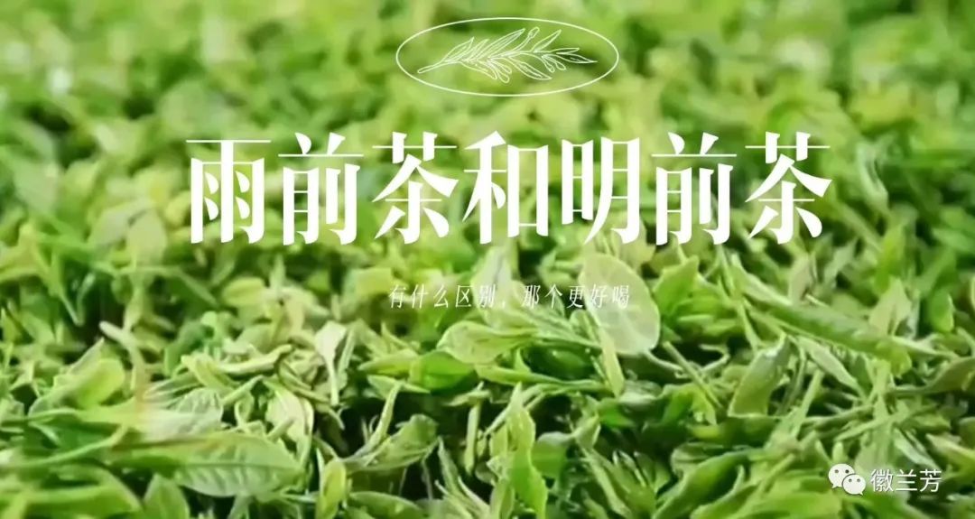 What is the difference between Toucai tea, Touchun tea, Mingqian tea ...