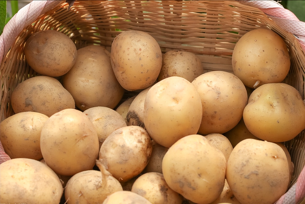 Where are the best potatoes?These 6 places can be called "top match ...