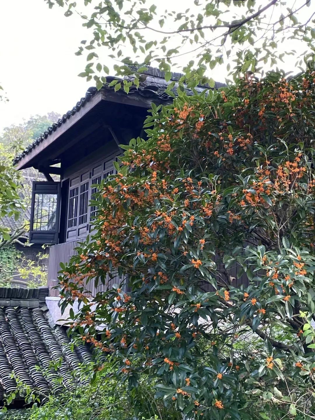 Osmanthus is here!12 amazing places to appreciate cinnamon in Hangzhou ...