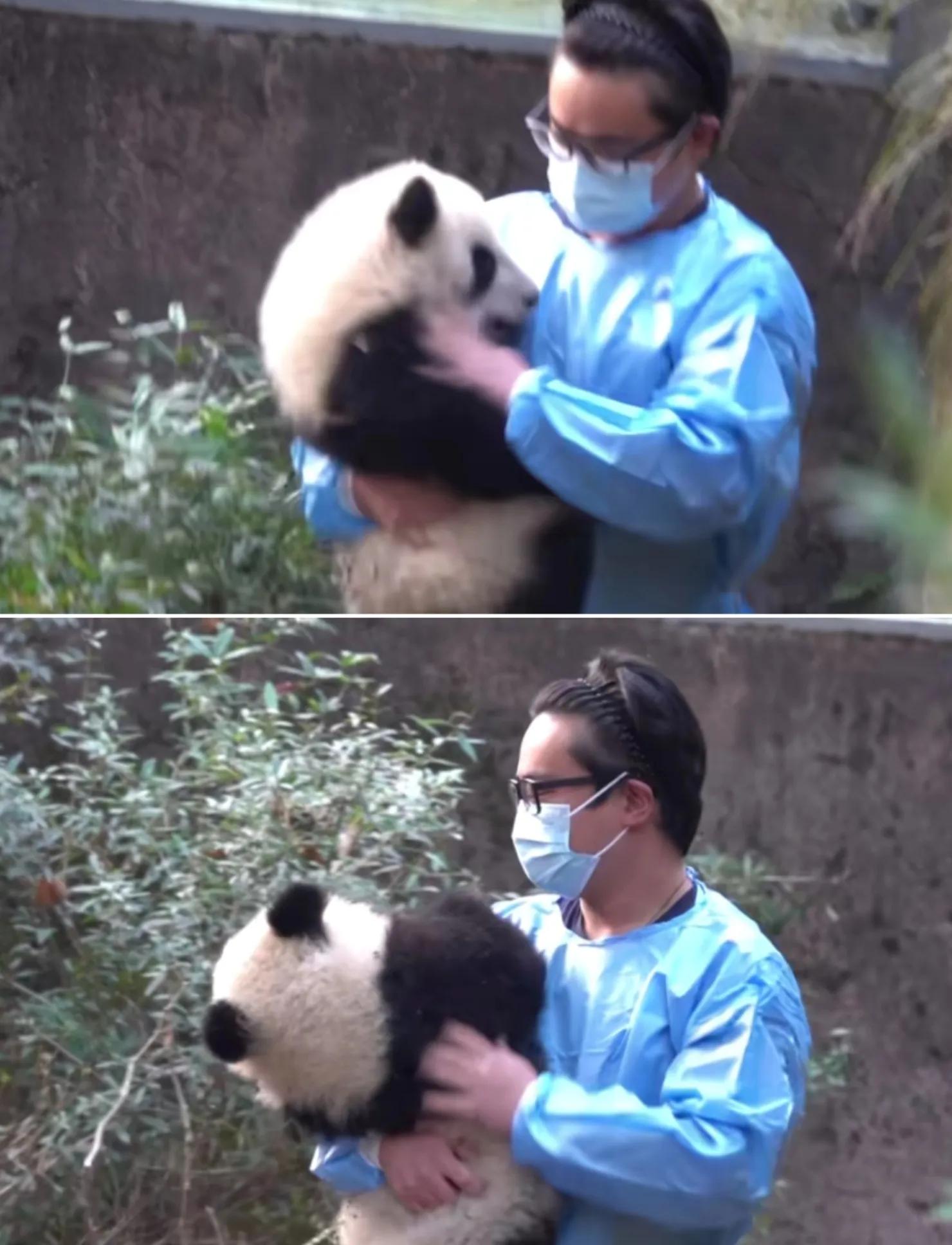 The panda Fu Wan was neglected because of her birth disability. She was ...