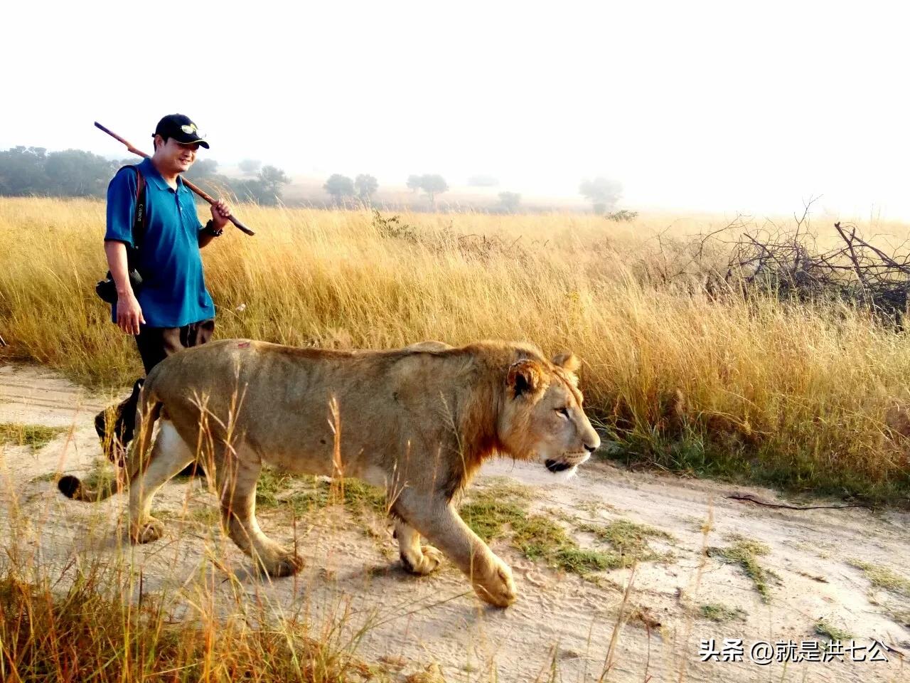 Walk with lions, meet lions in Africa - iNEWS