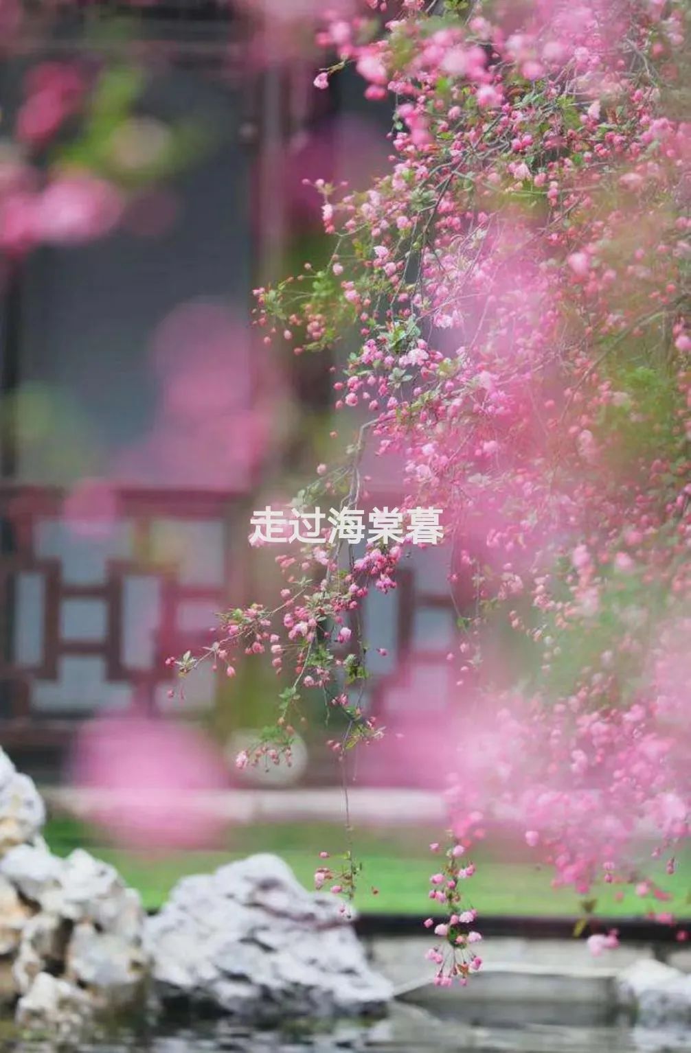 Writer Youzi Huang Youzhong's "Walking Through the Begonia Twilight ...