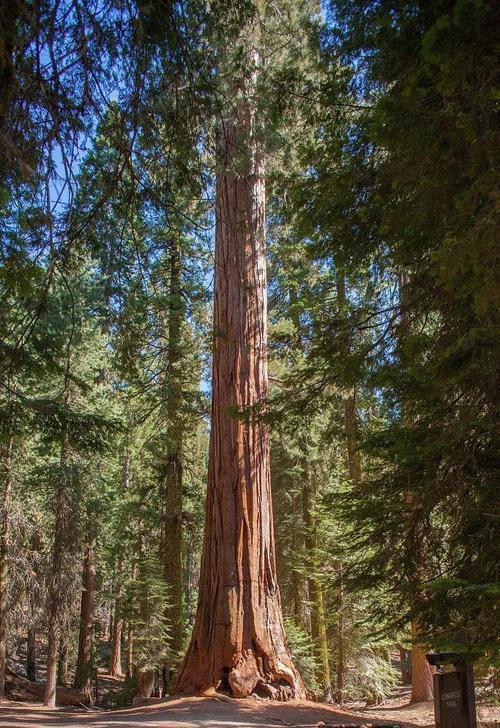 10 tallest trees in the world are much taller than skyscrapers - iNEWS