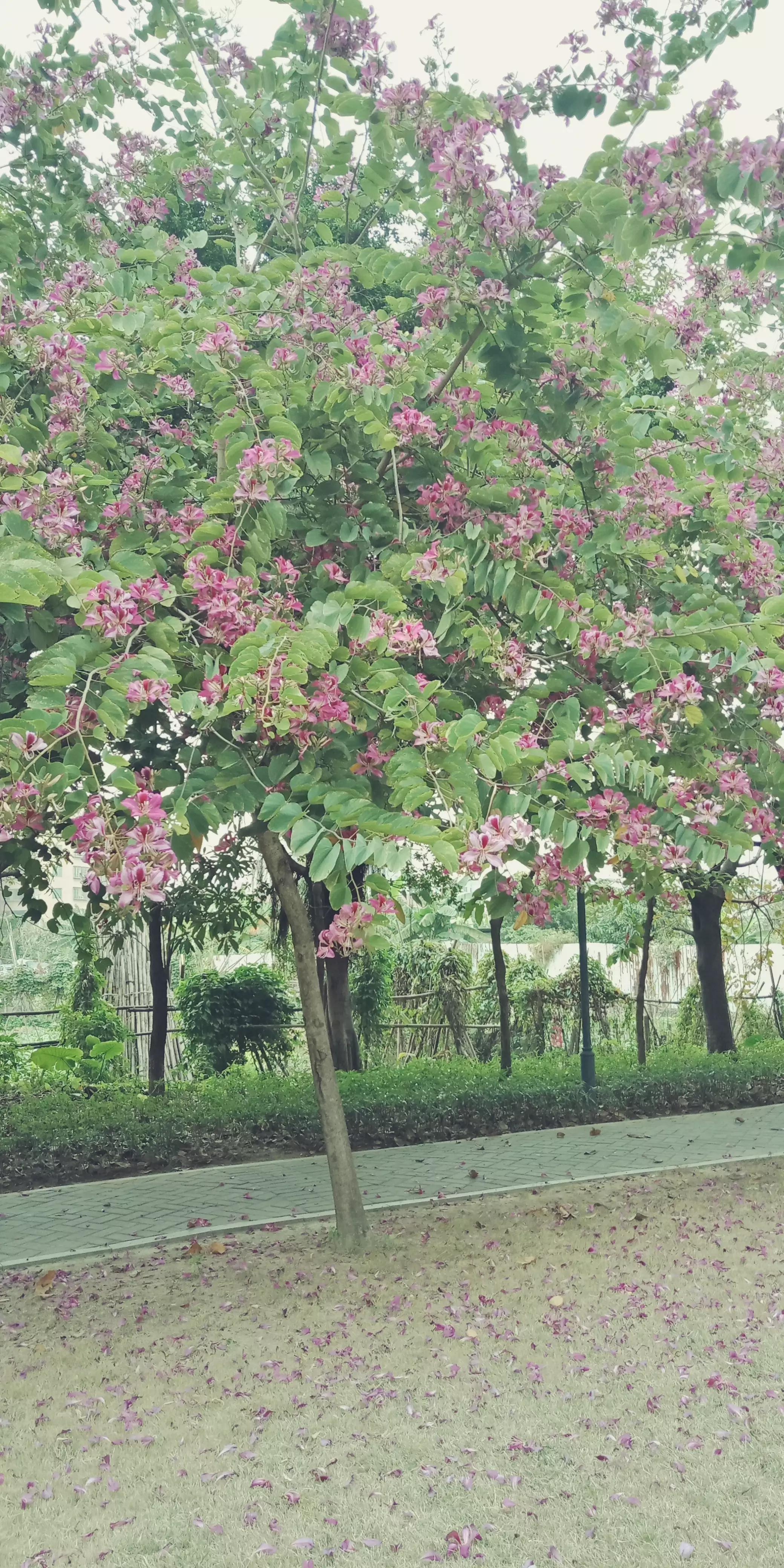 Queen Mother Lu's Cruel Revenge - iNEWS