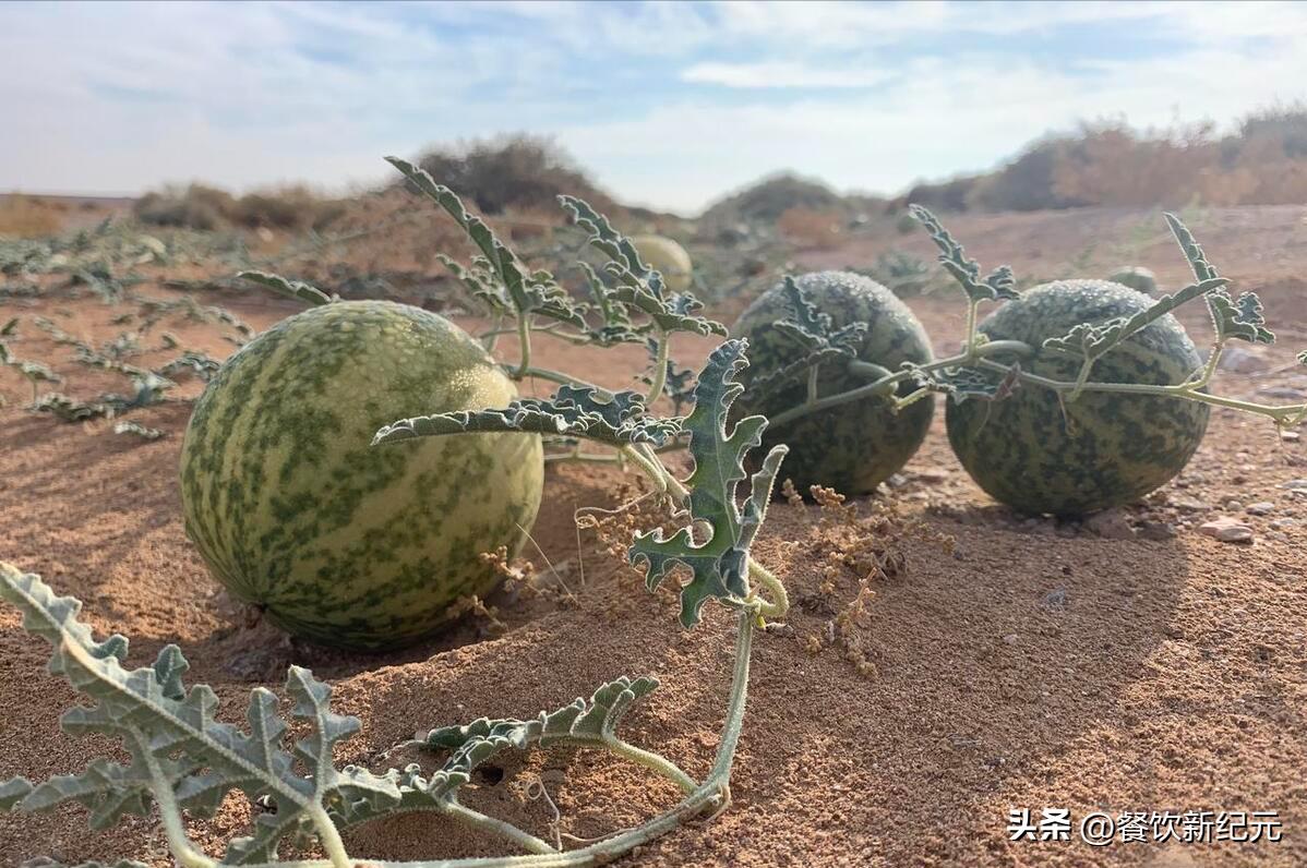 Why do watermelons grow in the waterless desert in summer? Locals: No ...