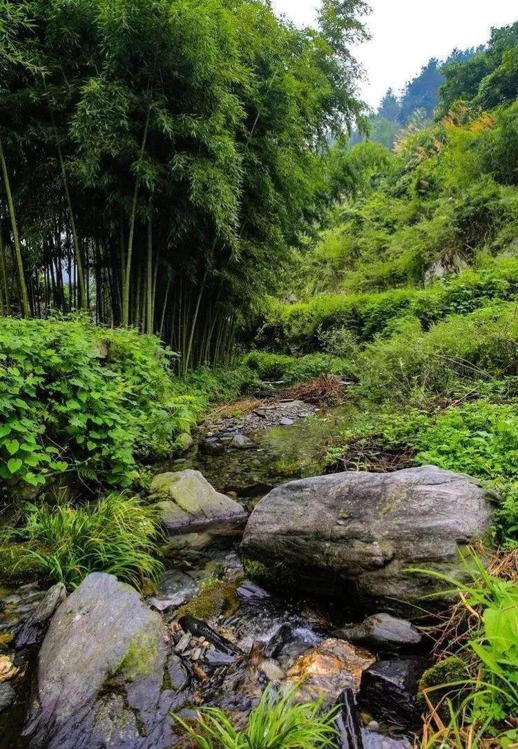 How did bamboo change the course of history? - iNEWS