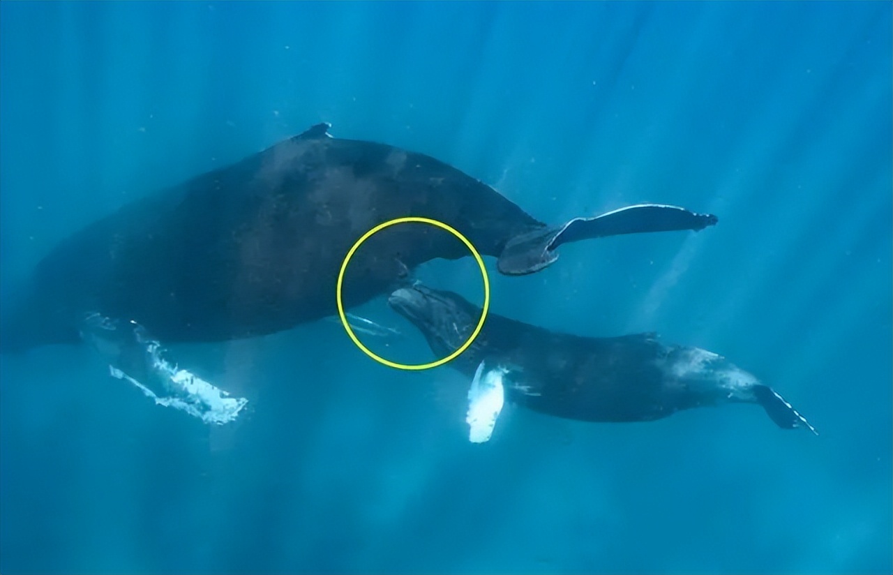 The milk production of blue whales is 20 times that of cows. Why is it ...