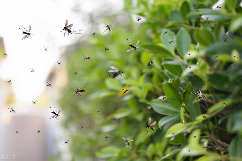 The role and value of mosquitoes in ecosystems - iMedia