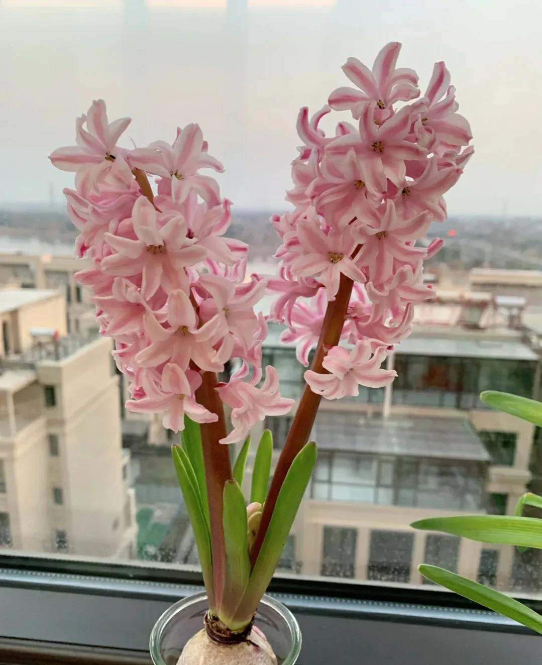 The 5 common flowers that are being eliminated are all spent money to ...