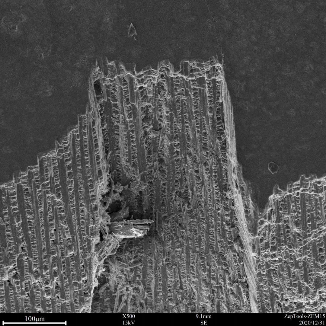 ZEM15 Desktop Scanning Electron Microscope Takes You to See the World ...