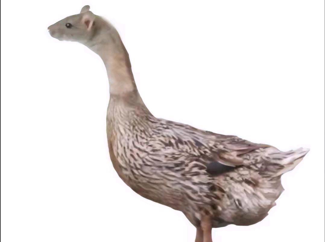Although the incident of "pointing at a mouse as a duck" is absurd, it ...