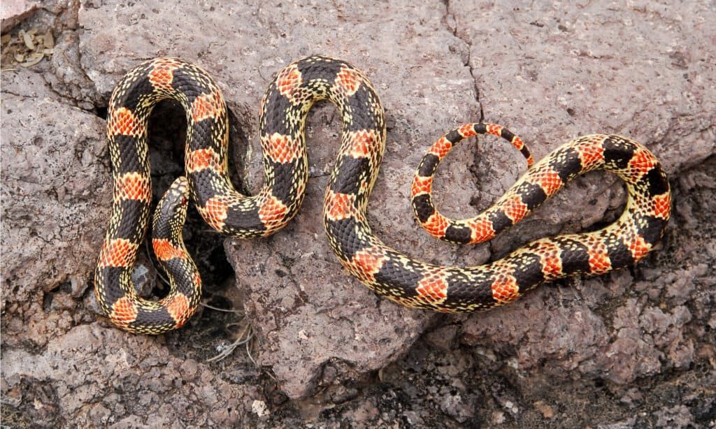 9 kinds of snakes with strange noses - iNEWS