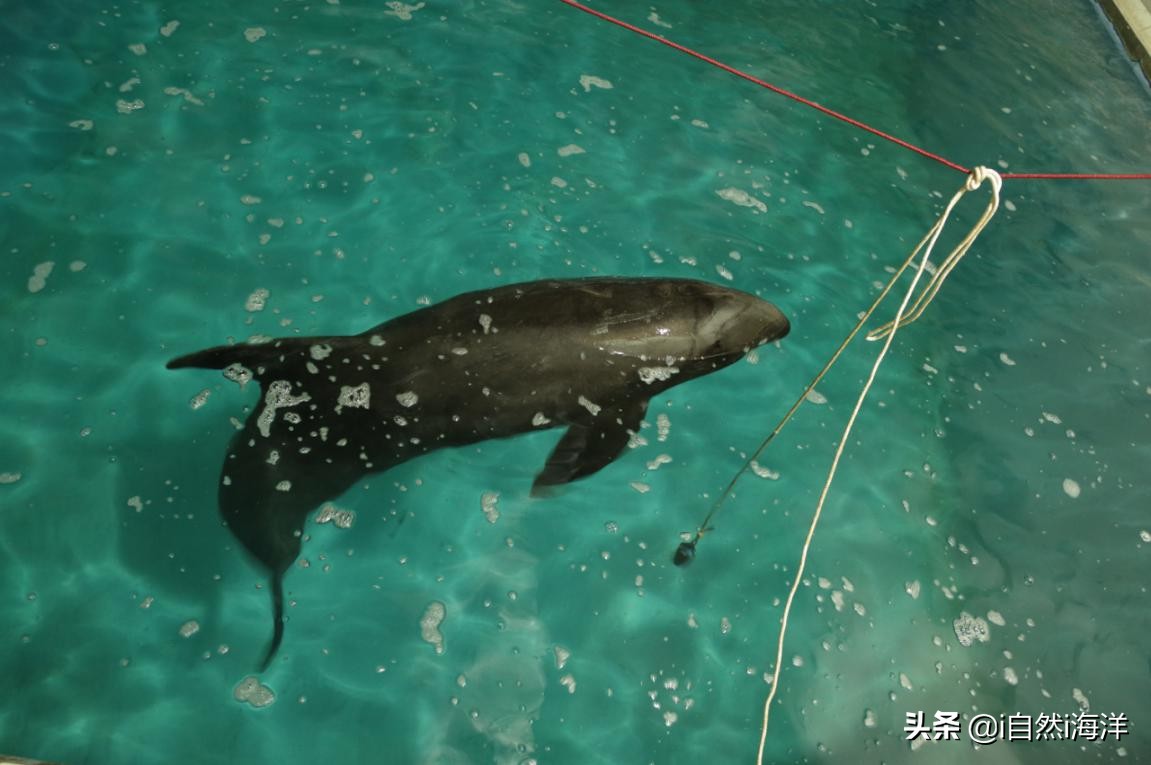 Cetacean stranding: Water noise to blame - iNEWS