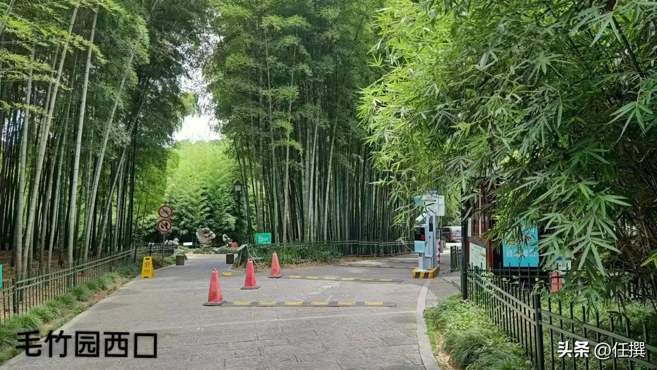 Bamboo Plant Area” Summer Shade Bamboo Garden - iNEWS