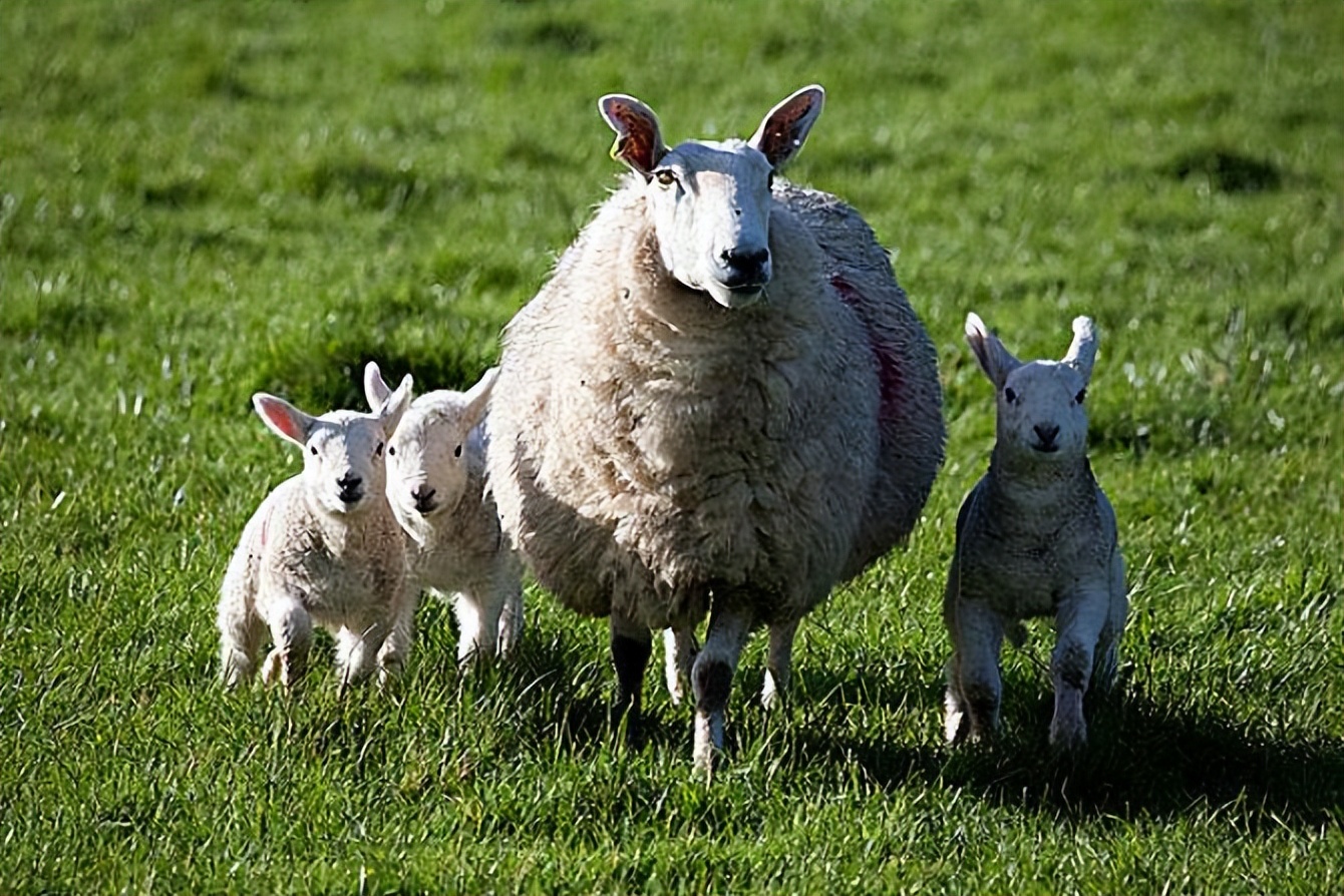 How to adjust the thinness of big ewes?What should I do if the big ewe ...