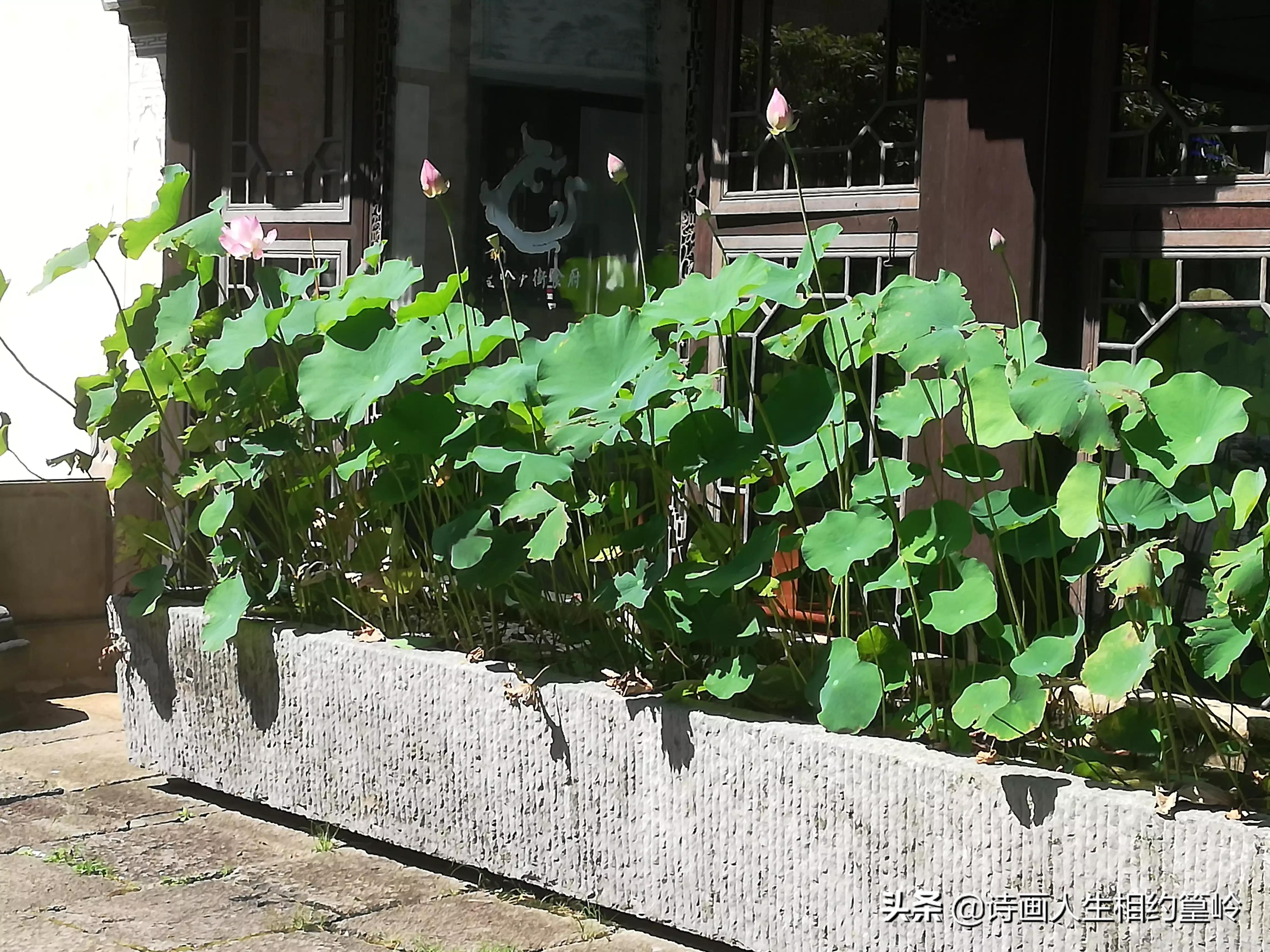 Seeing the lotus and thinking of "Lian", also interpreting "Love Lotus ...
