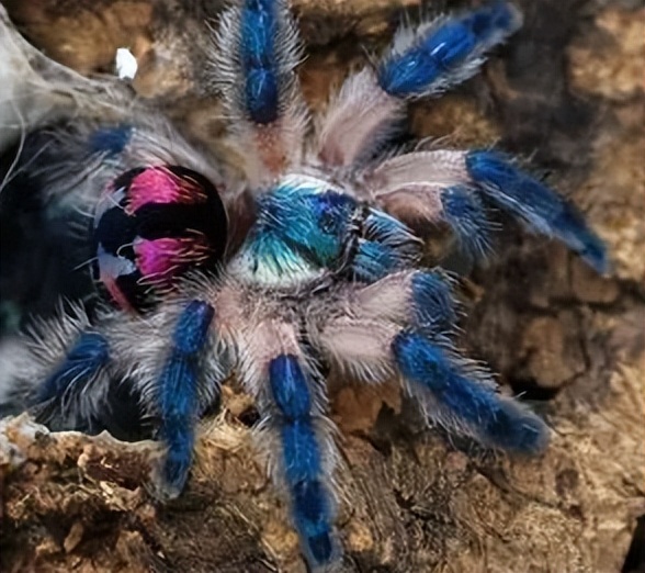 Brilliant Brazilian Jewel Spider: Beauty and Conservation of Brazilian ...