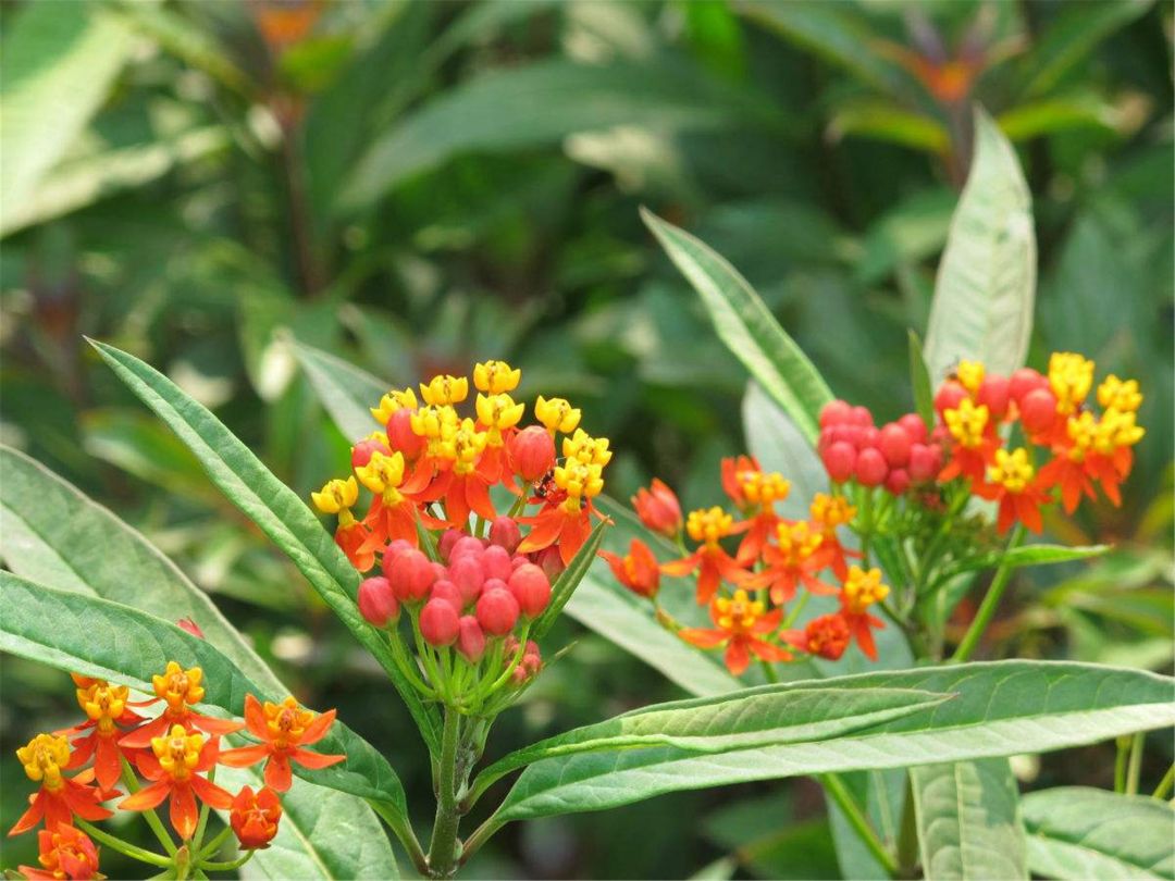What kind of plant is milkweed - iNEWS