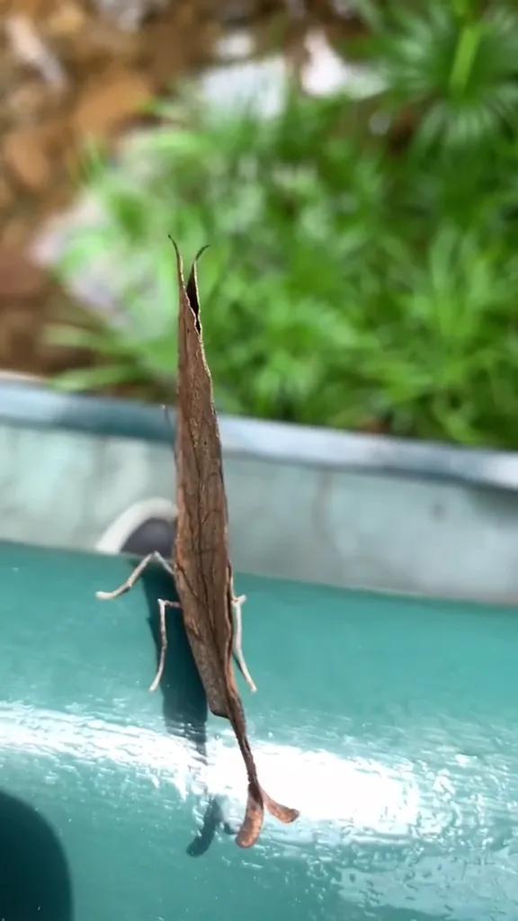 It is said that when a butterfly flaps its wings, there will be huge ...