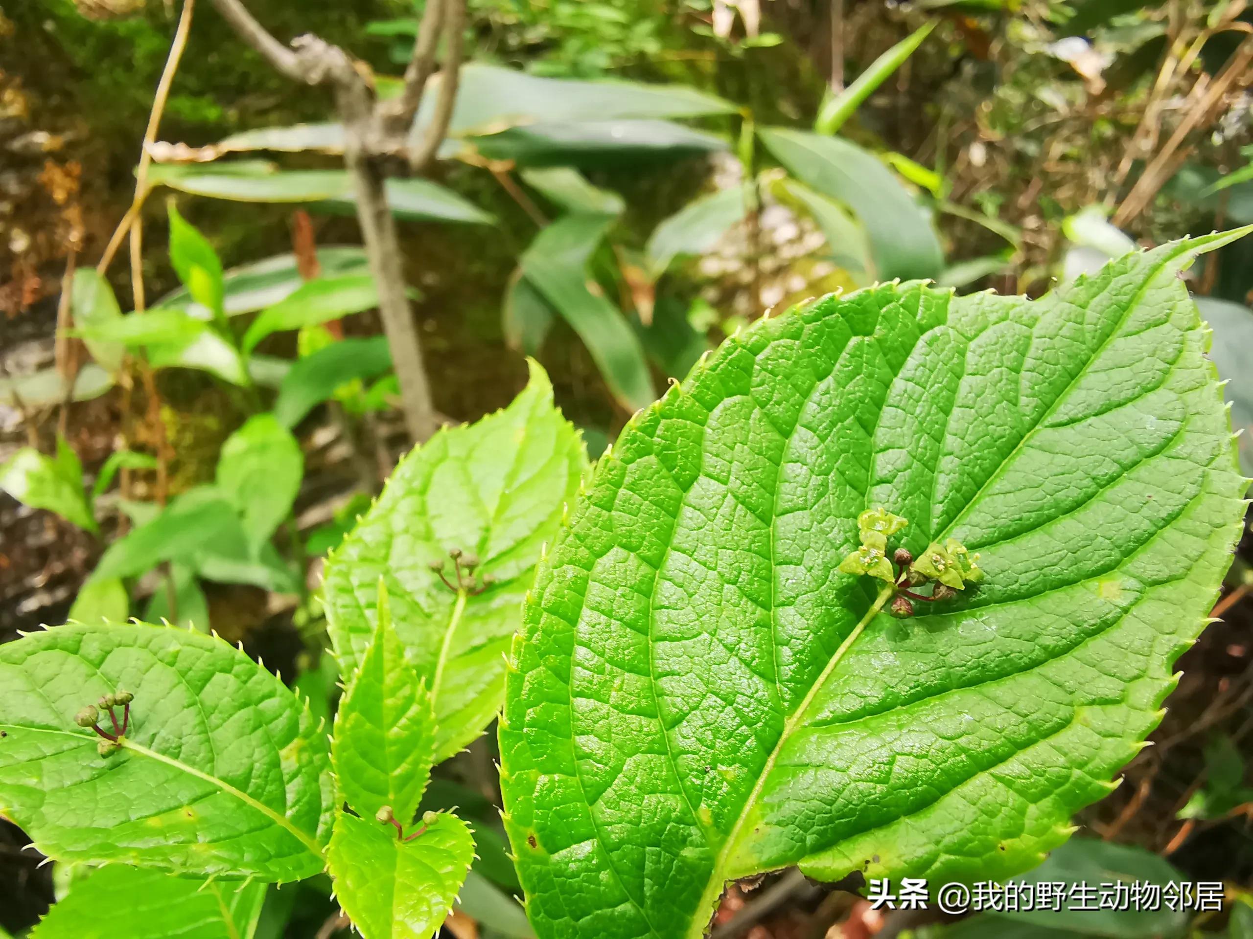 Seen for the first time, plants that bloom directly on the leaves - iNEWS