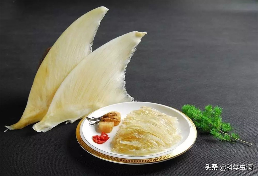 Why do humans only eat shark fins, but rarely hear about eating shark ...