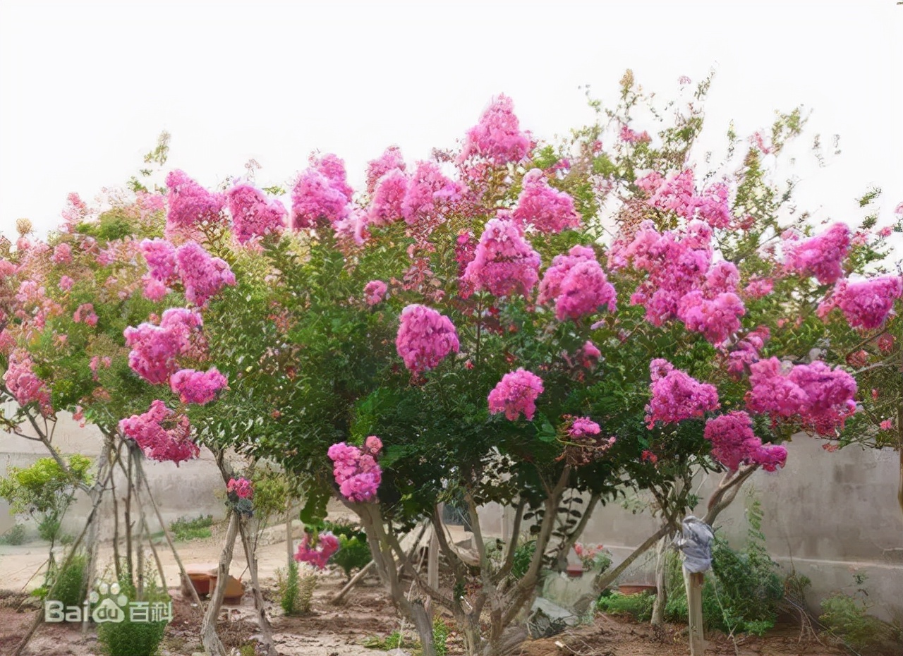 There is a ticklish tree in the countryside, have you seen it? - iNEWS