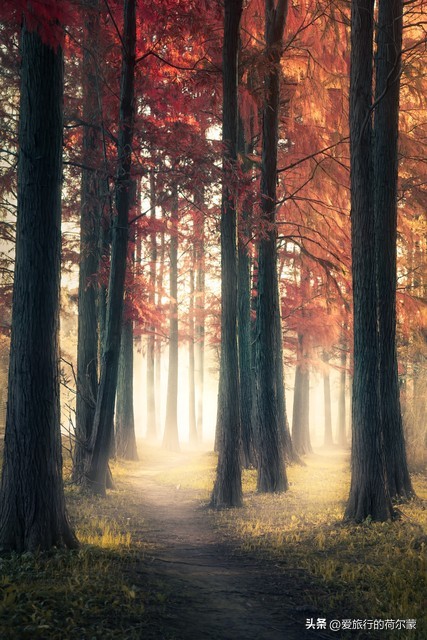 The beauty of Shanghai Gongqing Forest Park - iNEWS