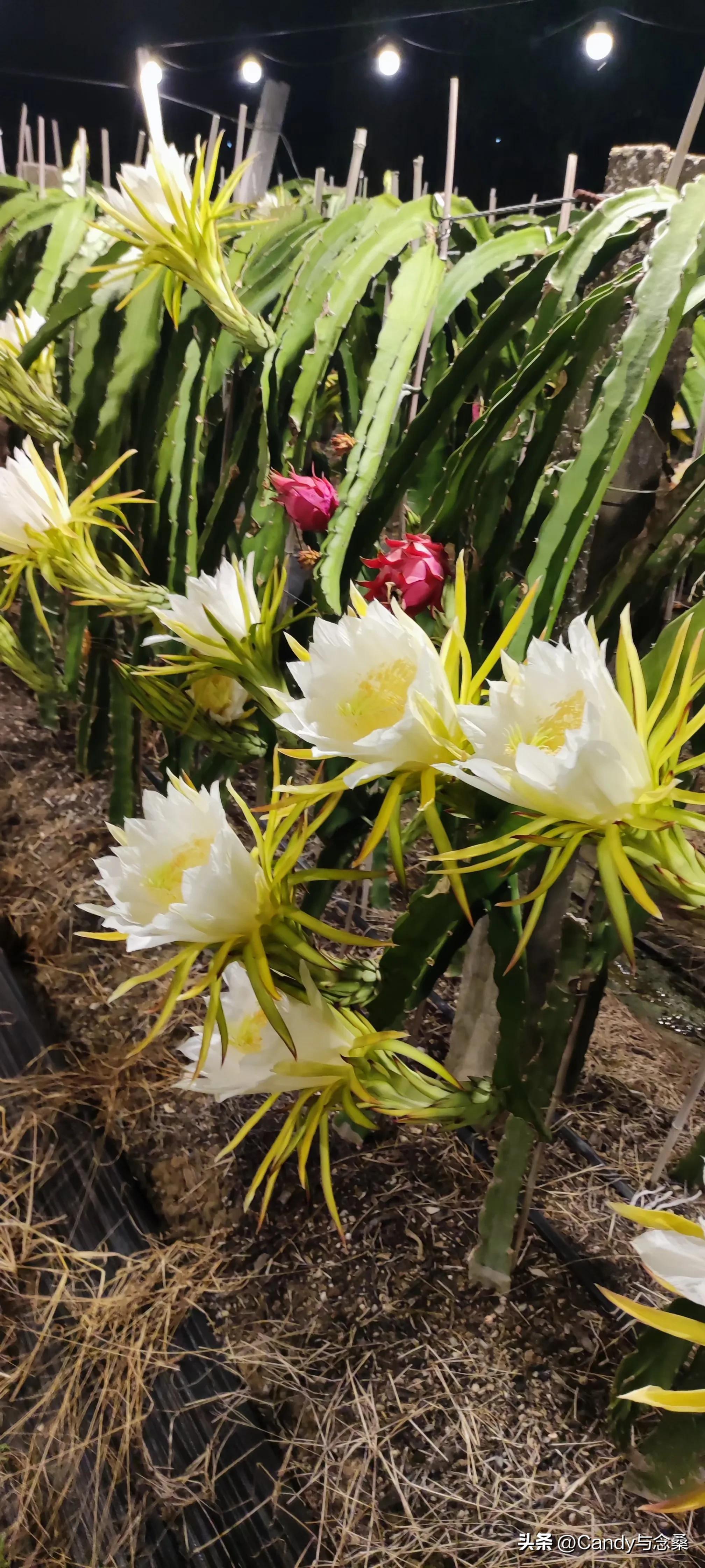Eat dragon fruit, enjoy dragon fruit flowers - iNEWS
