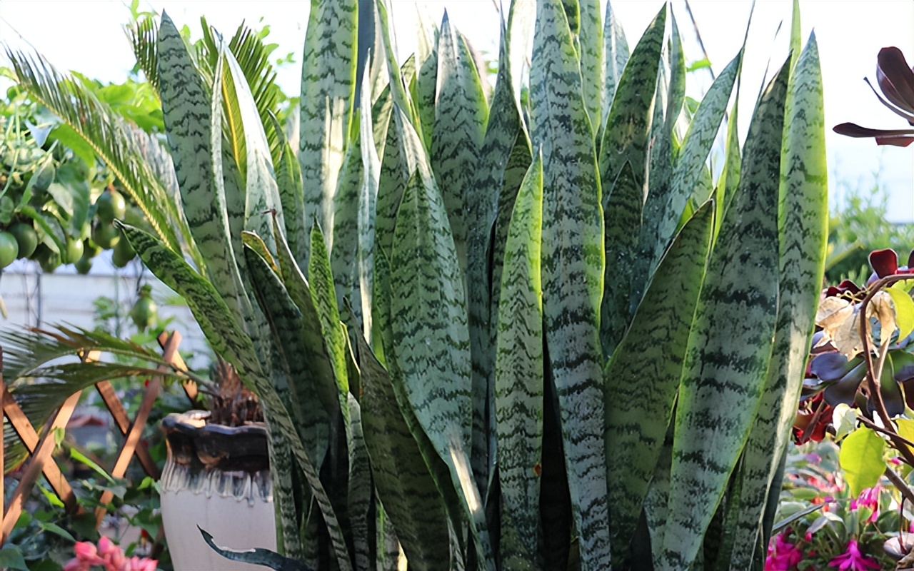 Pour some "big fat water" on Tiger Pilan, the leaves will rise to a ...