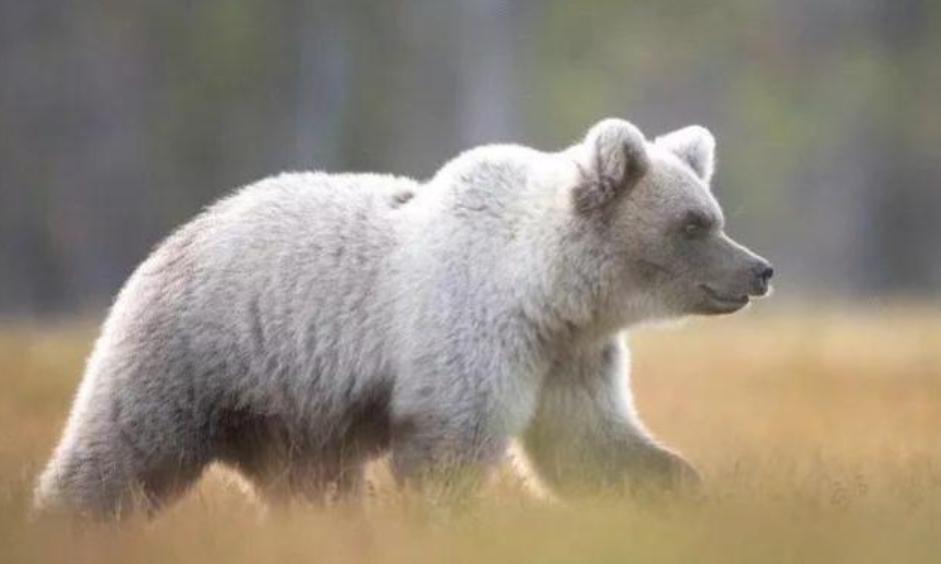 The worst bear in history?I was mistaken for a polar bear and sent to ...