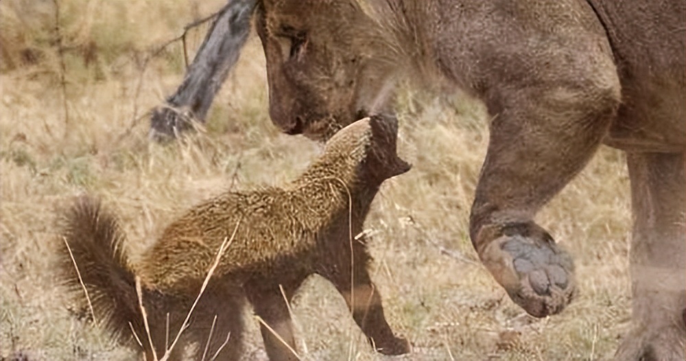 The 6 most revenge-loving animals, with high IQ and small heart, can ...