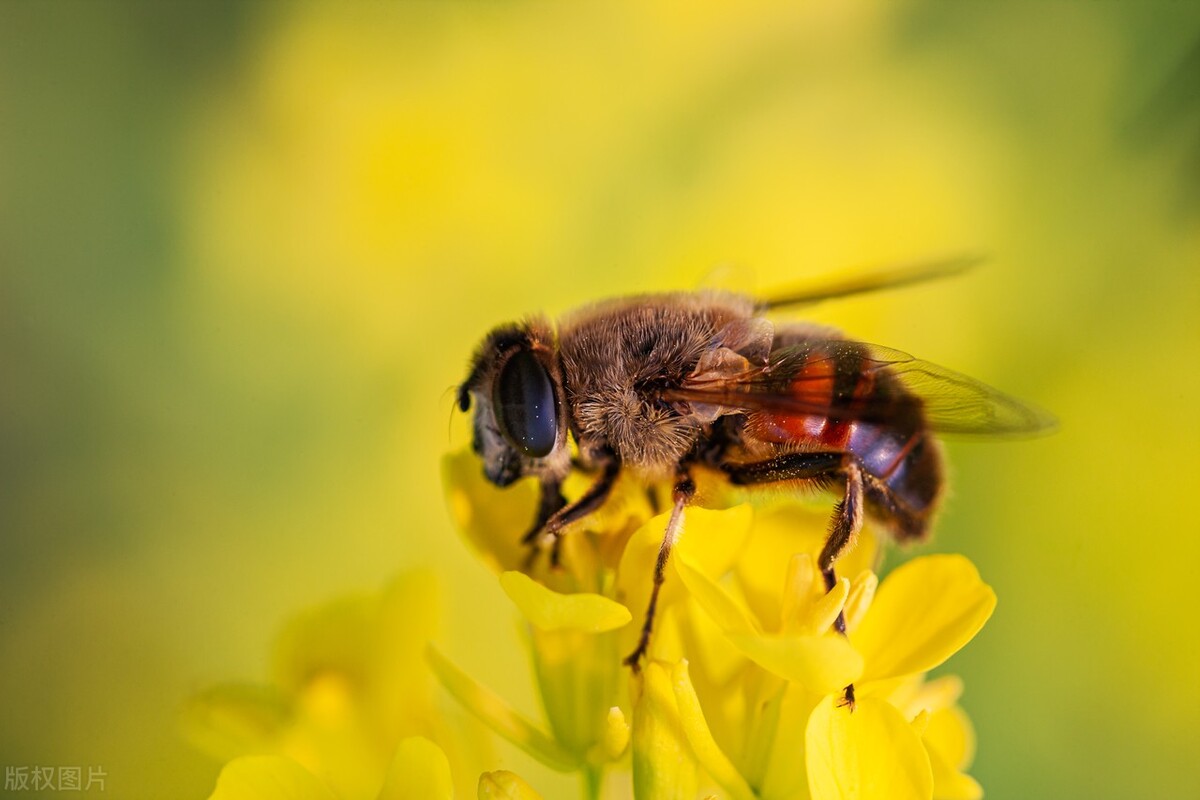 Why do bees "buzz" in flight? - iNEWS