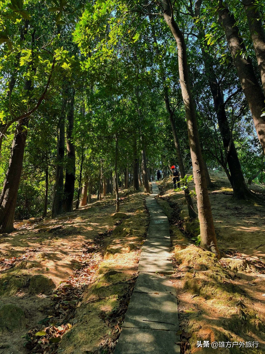 Hiking on Jilong Mountain in Gaoming Yunyong Forest Farm, inquire about ...