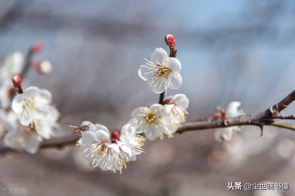 A classic plum poem, which not only writes the unique personality of ...