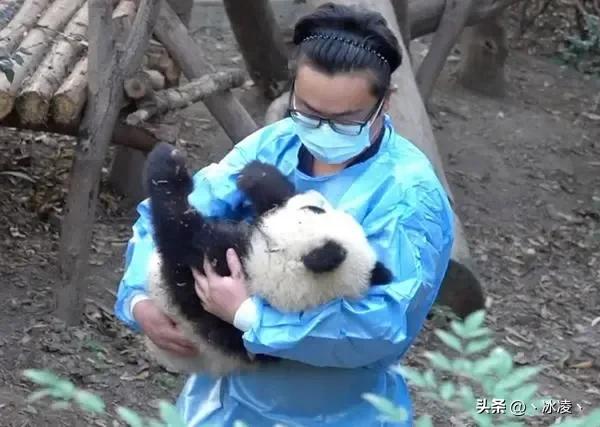 The most inspirational national treasure giant panda Fu Wan: Born ...