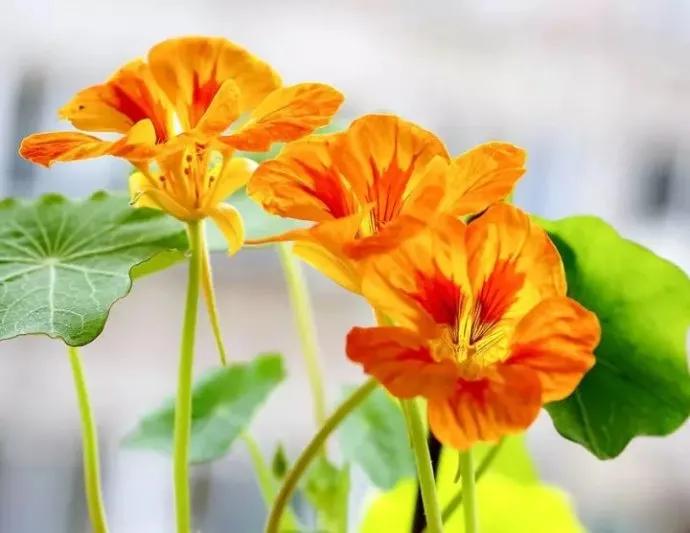 Nasturtium, the leaves are fat and the flowers are beautiful, the vine ...