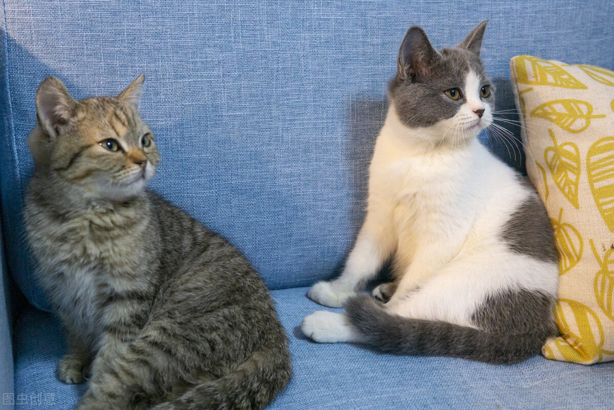 What are the common signs of a cat with a weak immune system, and how ...