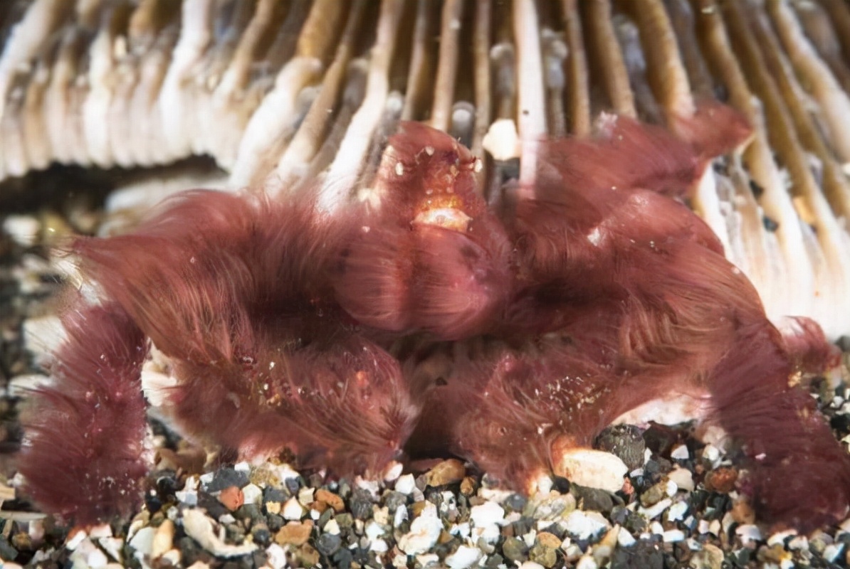 The top ten weirdest crab species in the world, the boxing crab, is ...