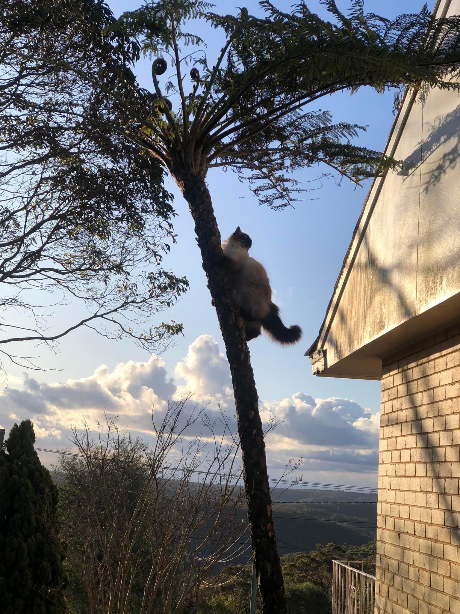 Keeping a Cat - iNEWS