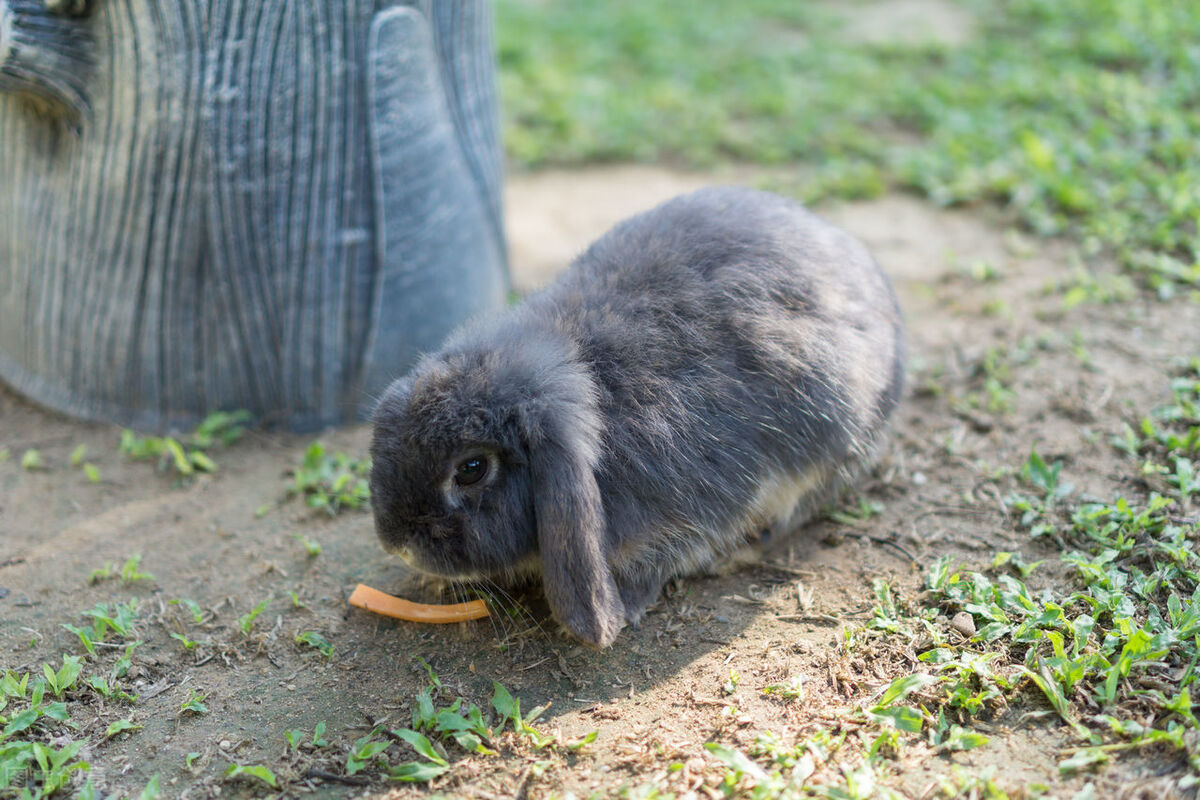 Can rabbits be cured of coccidiosis - iNEWS