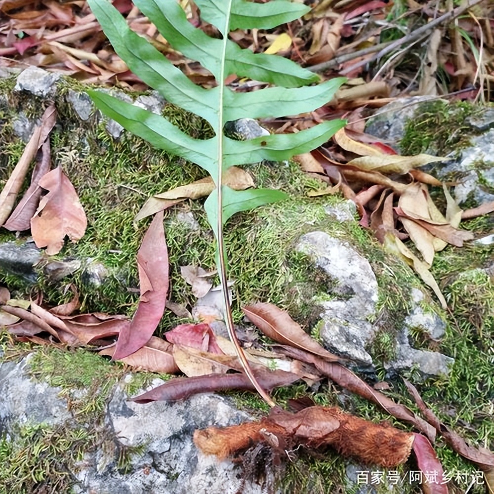 "Wild Ginger" on the mountain is an inconspicuous plant, but it is so ...