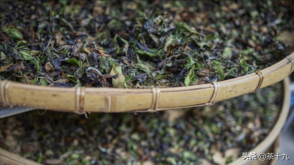 Enzymatic transformation and process principle of oolong tea - iNEWS