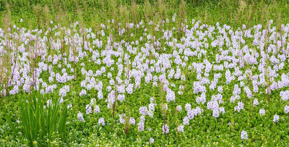 Water chestnut rice (chicken head rice, red water chestnut) - iNEWS