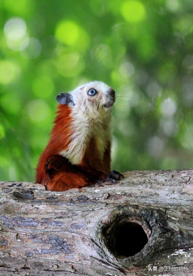 What are the characteristics of red and white flying squirrels, where ...