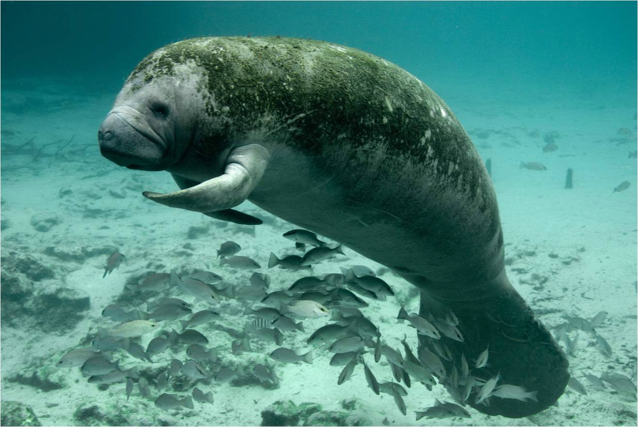 Manatees: the gentle giants of the sea - iNEWS