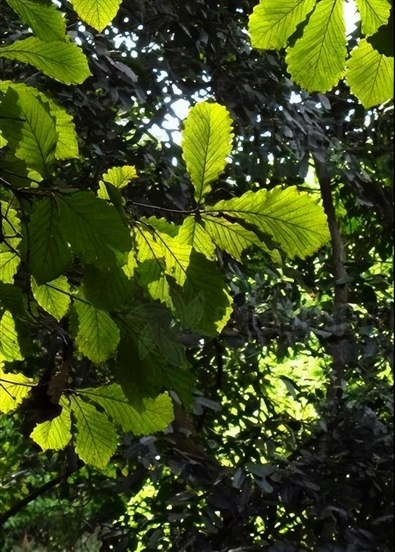 What are the differences in the morphology and anatomy of leaves of ...