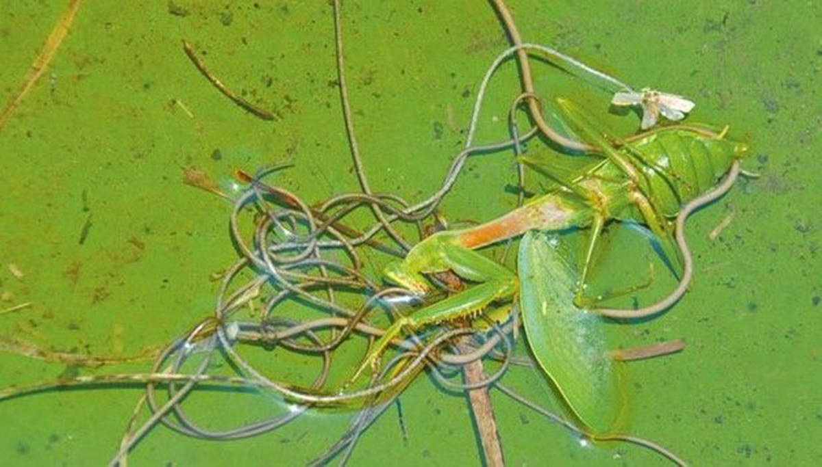 Suspected invasive alien species?The noodle-like nematode swims in the ...